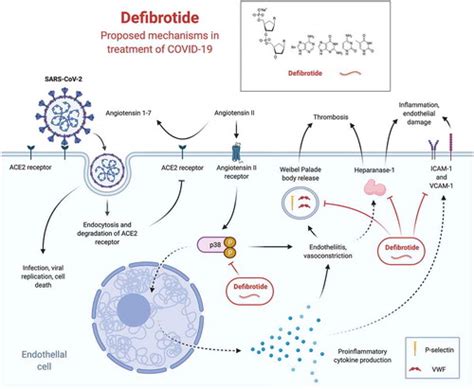 Full Article Defibrotide Potential For Treating Endothelial