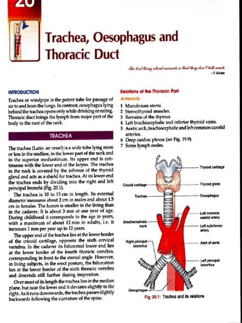 Trachea Pdf Esophagus Aorta