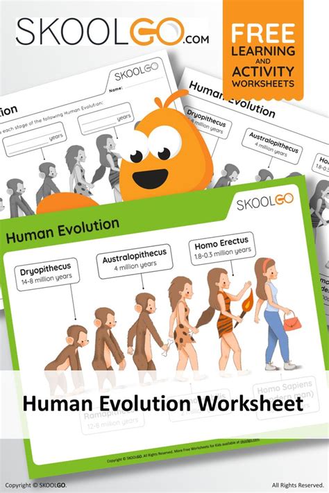 Free Human Evolution Poster And Activity Evolution Activities Human