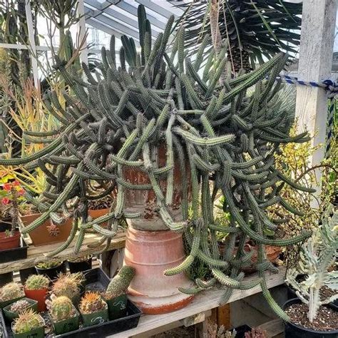 29 Most Popular Types Of Euphorbia Varieties Euphorbia Succulent