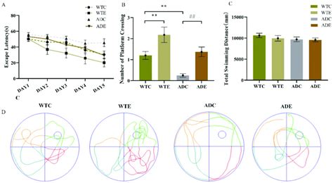 effect of treadmill exercise on spatial learning and memory in mice