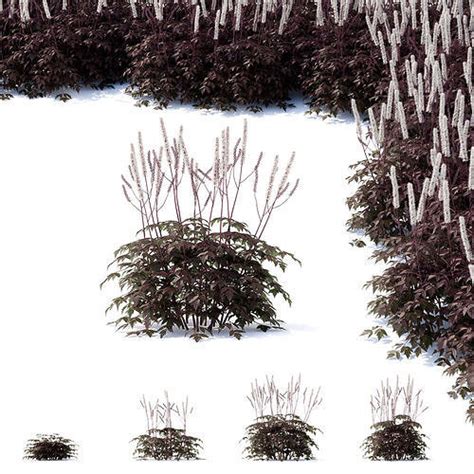 Cimicifuga Simplex 3d Model Cgtrader