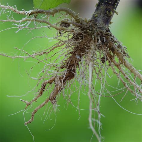 Effect Of Mycorhizae Types On The Growth And Diversity Of Temperate Trees Species