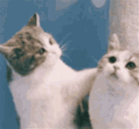 Cat Cute  Cat Cute Kisses Cuddling  Dance  Kiss Animated 