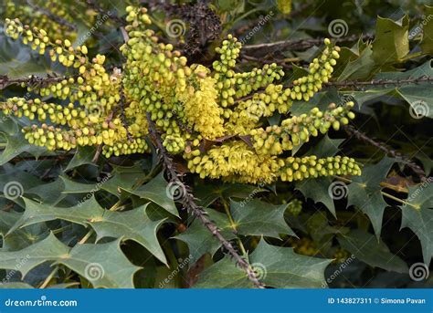 Yellow Flower Of Mahonia X Media In Winter Stock Image Image Of