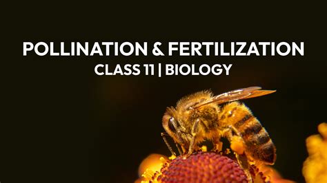 How Do Plants Avoid Self Pollination At Jordan Old Blog