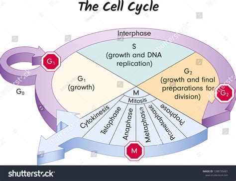Diagram Of Cell Cycle With Labels