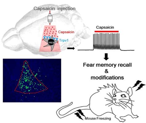 biological advances into memory modification and recall kaist compass