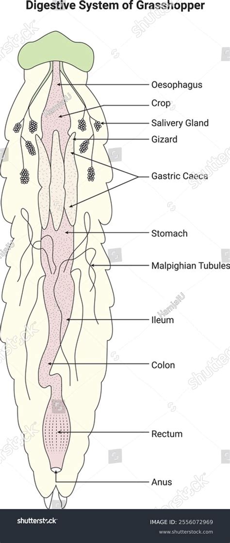 Digestive System Grasshopper Science Design Vector Stock Vector