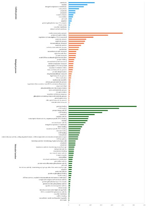 Gene Ontology Functional Classification Of Degs Download Scientific