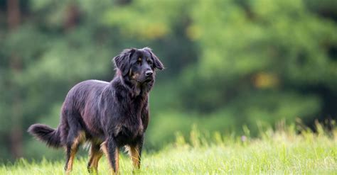 Todo Lo Que Necesitas Saber Sobre La Raza De Perros Hovawart Todo