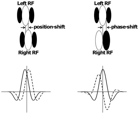 Disparity Tuning Curves Of A Pair Of Receptive Fields Left Rf Solid