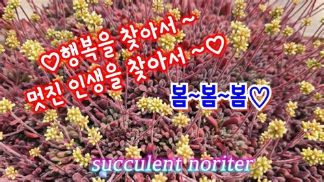 그곳에서도 너희들은 역시 멋지게 빛나고 있었어 사랑스런 다육이들 YouTube