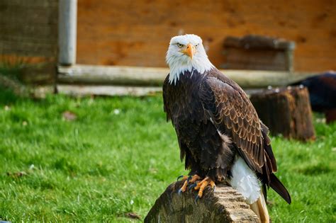 대머리 독수리 랩터 Pixabay의 무료 사진