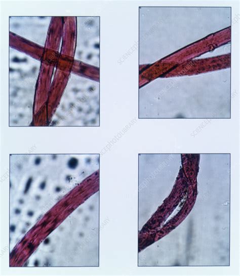Fibre Analysis Stock Image H2000148 Science Photo Library
