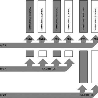 Histopathology Of Rat Colonic Tissue A Cross Section Of Colonic Download Scientific Diagram