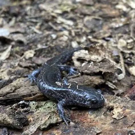 List Of Salamander Species In Indiana Id Pics Pond Informer