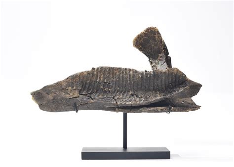 Hadrosaurus Juvenile Jaw