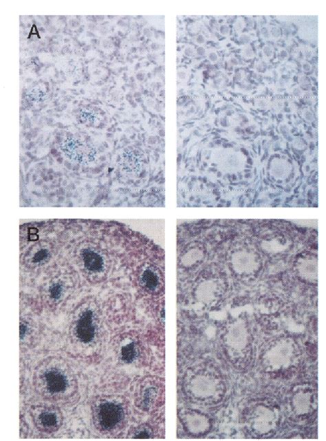 Figure 2 From Oocyte Specific Expression Of Growthdifferentiation Factor 9 Semantic Scholar