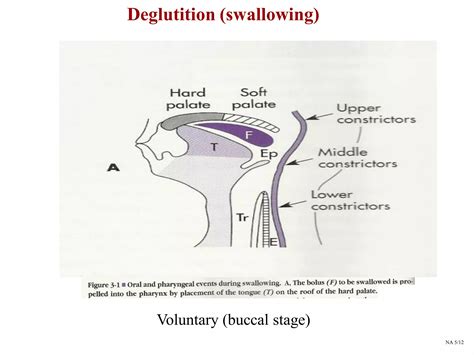 Gastrointestinal Tract Git Pdf