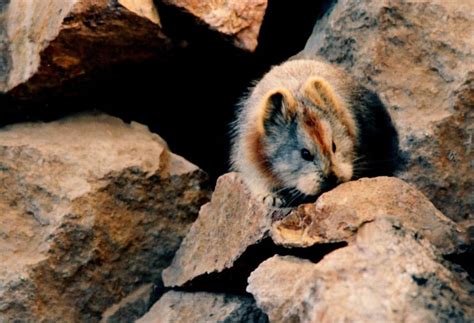 Ili Pika Facts Habitat And Pictures Interesting Animals