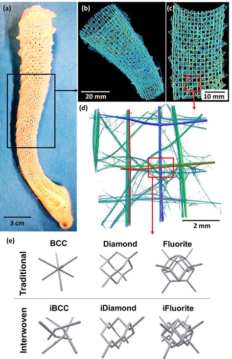 decoupled nodes in venus flower basket as inspiration for designing download scientific diagram