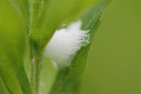 Mobugs Two Lined Spittlebug