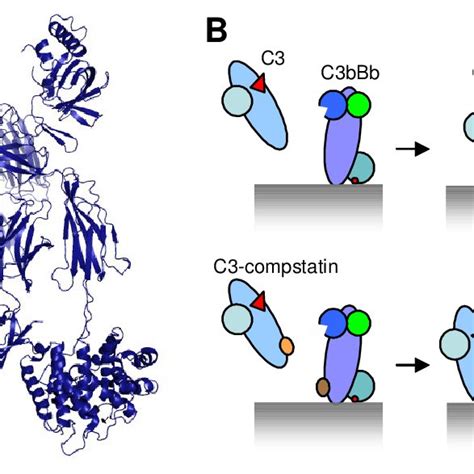 Comparison Of C3c Compstatin C3c And C3 A Ribbon Representation Of