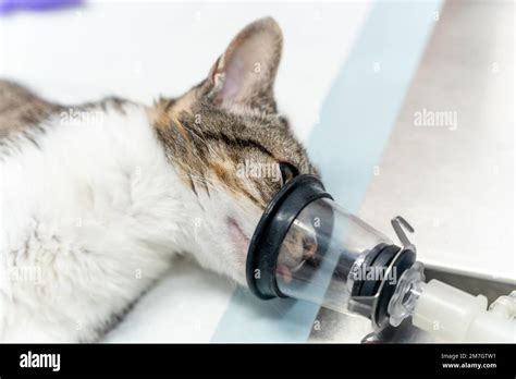 Veterinary clinic, a cat on the operating table receiving anesthesia to put him to sleep Stock ...