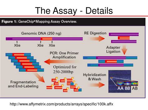 Ppt Overview Of Snp Genotyping Debbie Nickerson Department Of Genome