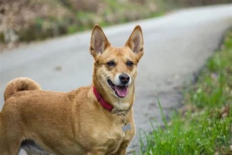 Shiba Inu Chihuahua Mix Puppies Find Your Perfect Match The