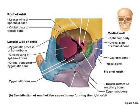 Right Orbit Bones Orbit Anatomy Eye Anatomy Palatine Bone Rectus