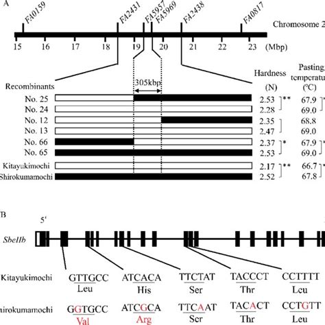 Genetic Map Around The Qtl A Additional Genetic Mapping Of F 3