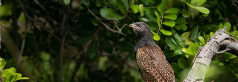 Pheasant Coucal Birdlife Australia