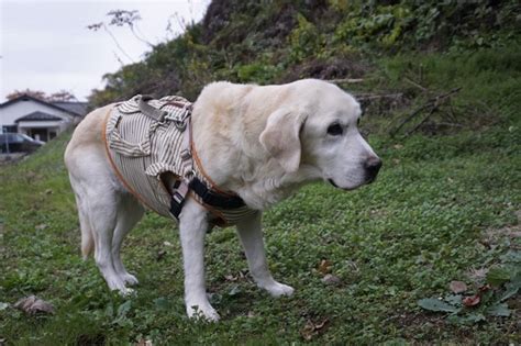 くん子母 写真共有サイト「フォト蔵」