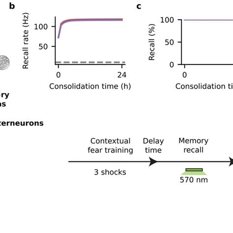 Inhibitory Activity During Recall Is Critical For Memory Selectivity Download Scientific