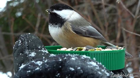Philbert A Black Capped Chickadee Enjoying Some Crushed Peanuts And Then A Nice Drink While