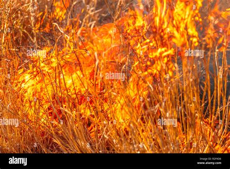 Fire Background Conceptual Close Up Of Forest In An Area Of Trees And