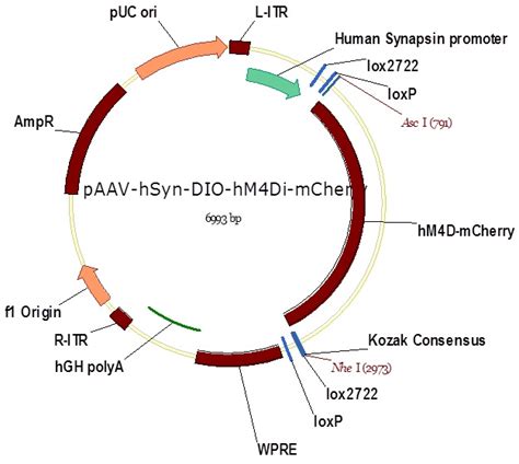 Addgene Paav Hsyn Dio Hm4d Gi Mcherry