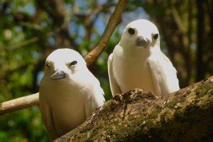 20 Types Of White Birds Found In Hawaii Hawaii Bird Guide