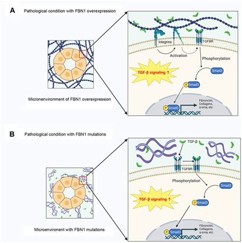Frontiers The Extracellular Matrix Glycoprotein Fibrillin 1 In Health And Disease