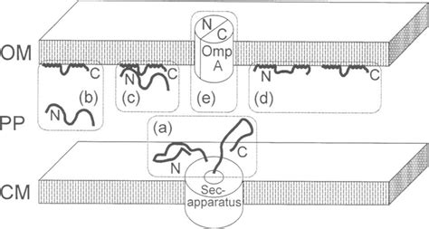 Model Of Membrane Assembly Of Split Ompa Variants For Details See