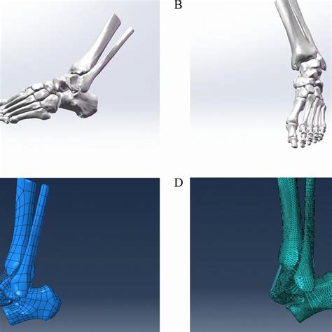 Process Of Establishing A Finite Element Analysis Model Of A Download Scientific Diagram