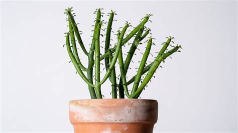 Pencil Cactus Propagation