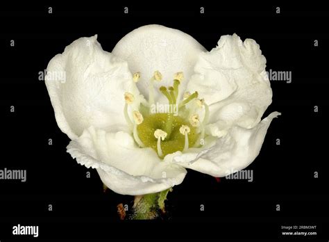 Androecium Flower