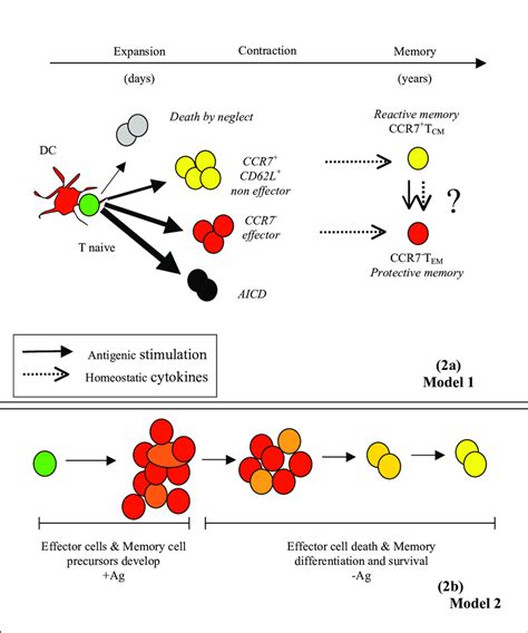 Models Of Memory T Cell Generation 2a Model 1 Progressive