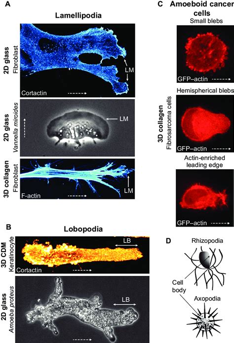 Pseudopodium Identity Can Define The Mode Of 2d And 3d Cell Migration