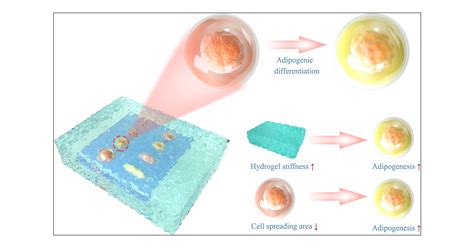 How Hydrogel Stiffness Affects Adipogenic Differentiation Of