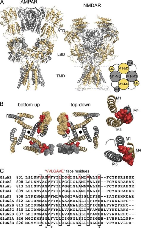 Structural Features Of Ampar And Nmdar Tmds A Comparison Of Ampars Download Scientific
