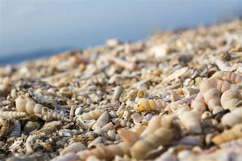 슬로베니아의 조개 묘지에 조개 껍질의 전체 해변에 아름다운 조개 다양한 종류의 클로즈업 껍데기에 대한 스톡 사진 및 기타 이미지 껍데기 낮 묘지 Istock